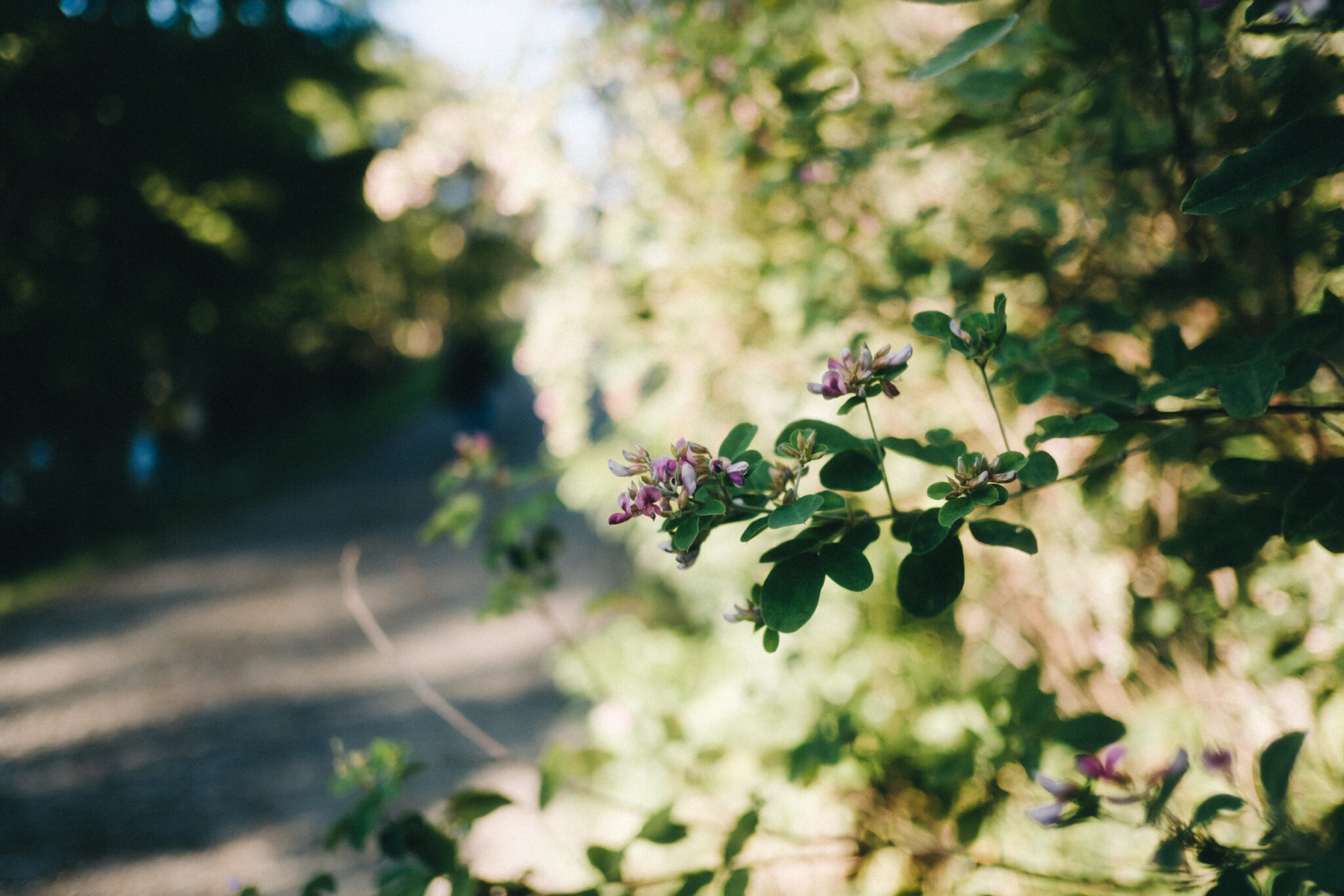 FUJIFILM X-Pro3 レビュー｜ファインダー撮影が楽しくなる“撮るためのカメラ” - Shutter Loop